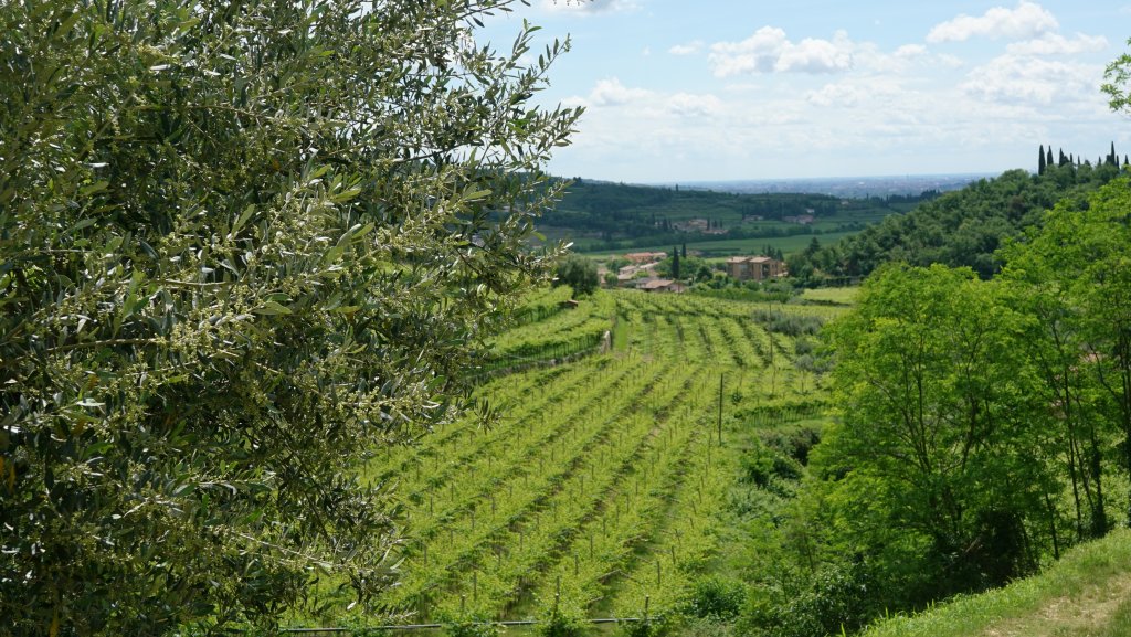 Valpolicella Classico doc / Monte Del Fra